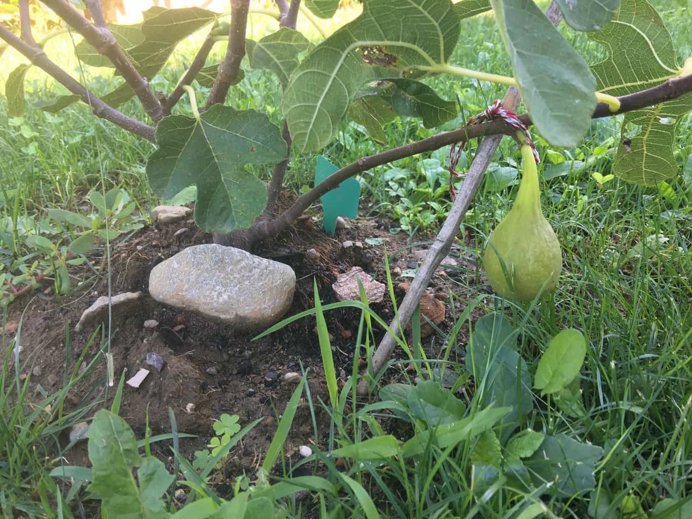 Die erste Ponte Tresa Lago Feige gelangt zur Reife! – feigenbaum.ch