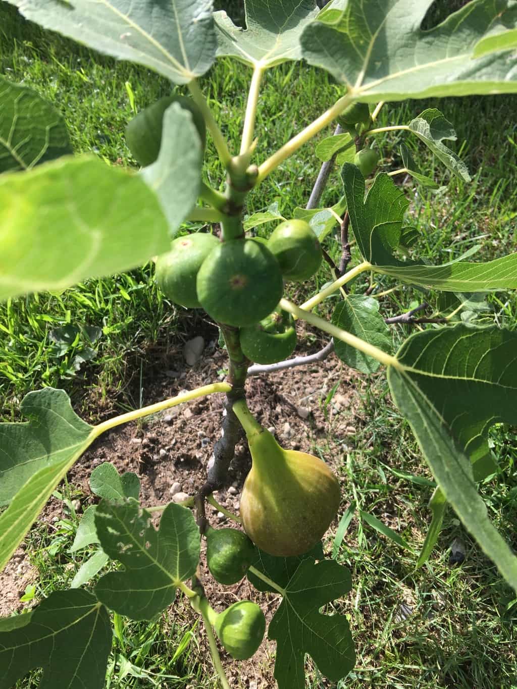 Die erste English Brown Turkey Feige reift heran! – feigenbaum.ch